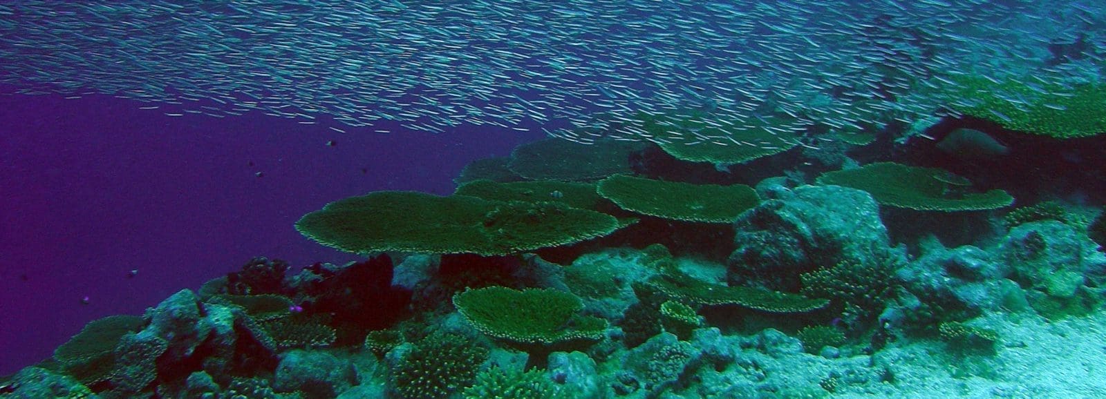 Bobbing along on the bottom of the beautiful briny sea.... - Blue ...