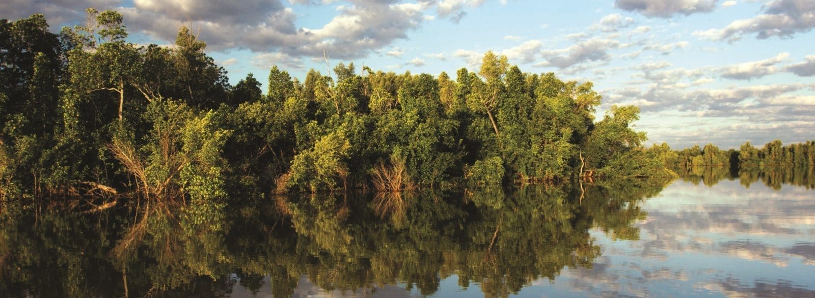 Blue forests: progress made and looking forward - Blue Ventures ...