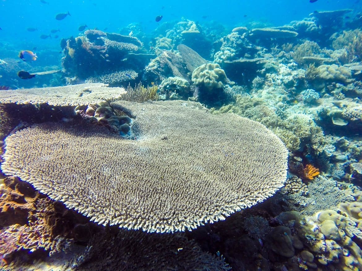Welcome to Timor-Leste! - Blue Ventures - Beyond Conservation blog