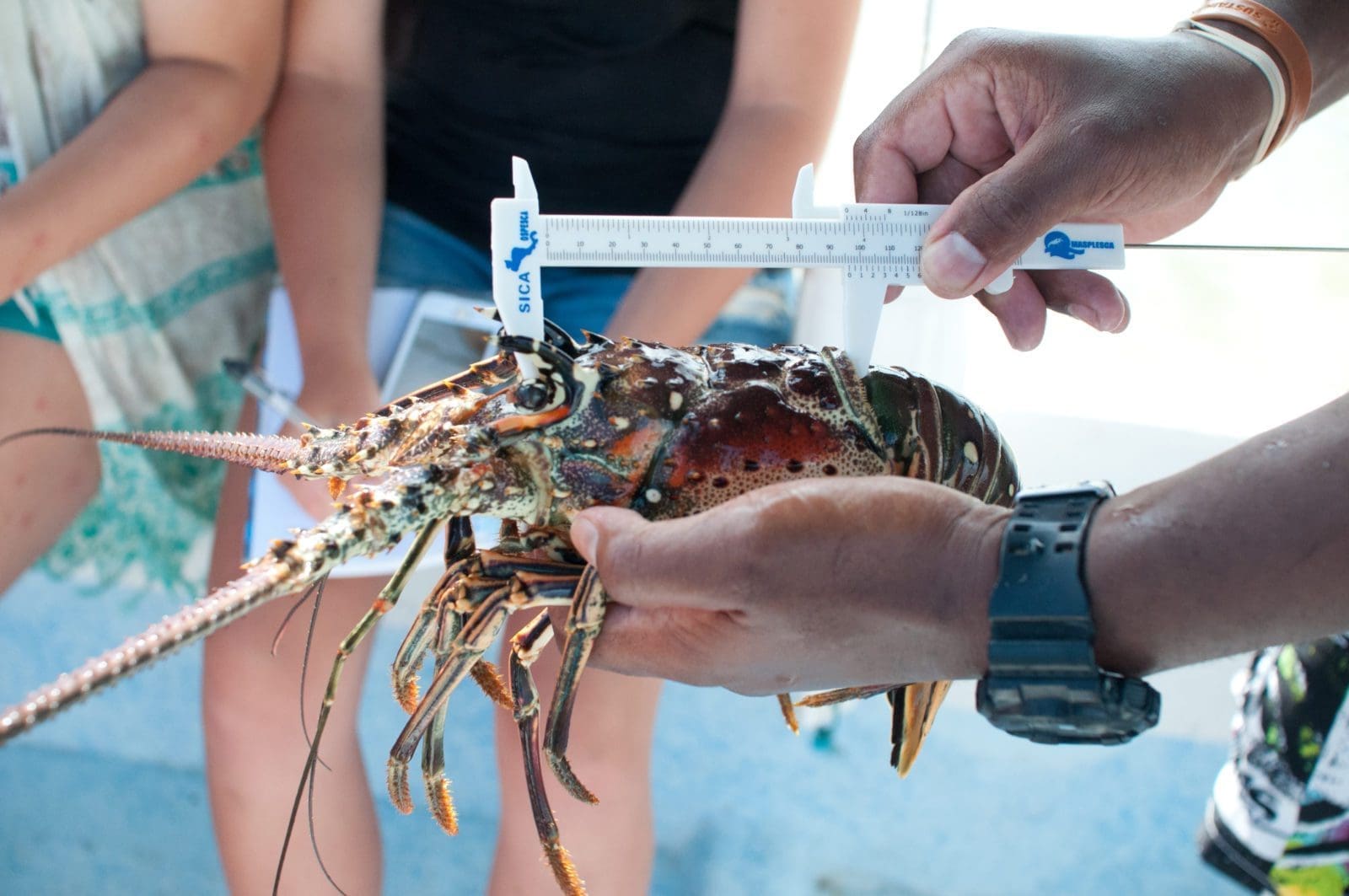 Caribbean Spiny Lobster | Beyond Conservation Blog