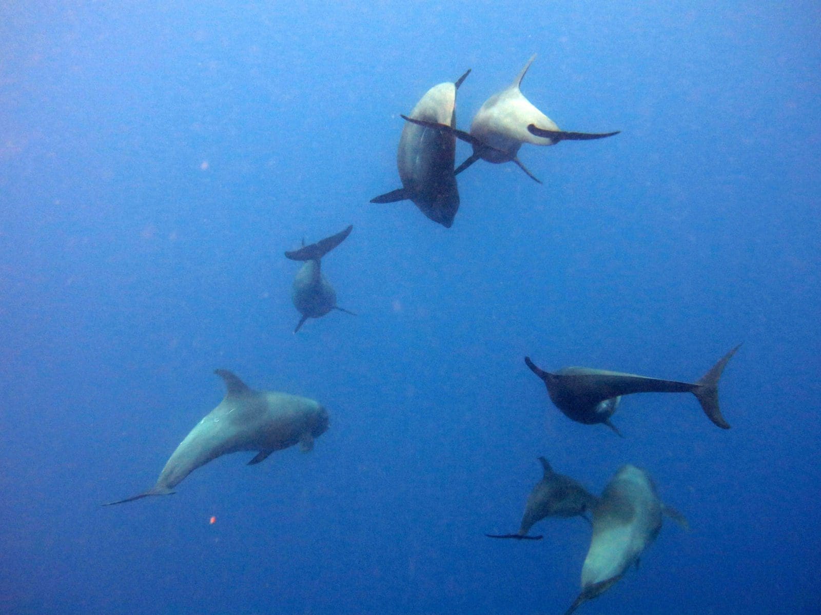 A cetacean migration! The whales and dolphins have arrived - Blue ...
