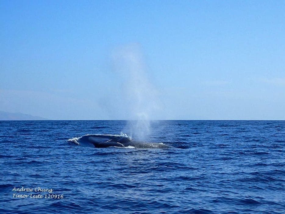 A cetacean migration! The whales and dolphins have arrived - Blue ...