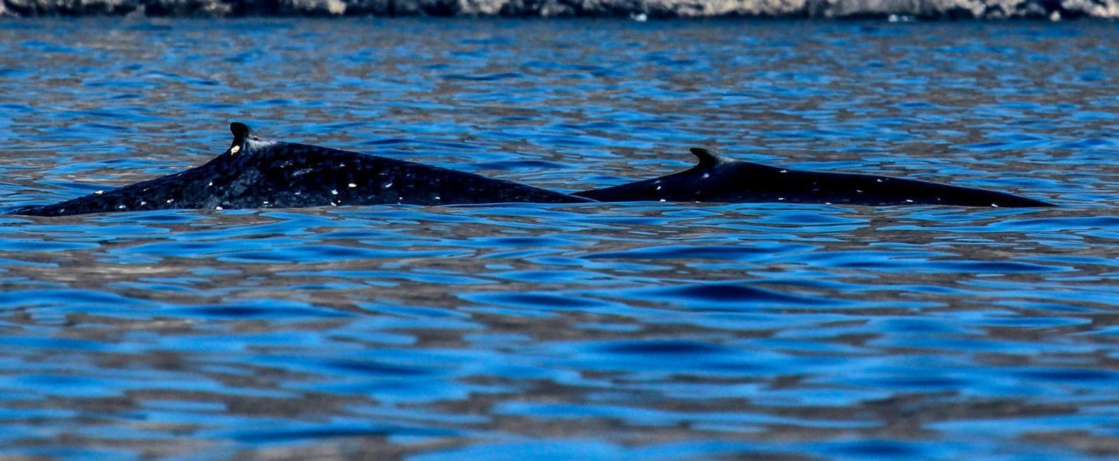 A cetacean migration! The whales and dolphins have arrived - Blue ...