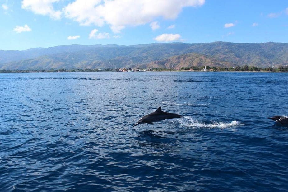 A cetacean migration! The whales and dolphins have arrived - Blue ...