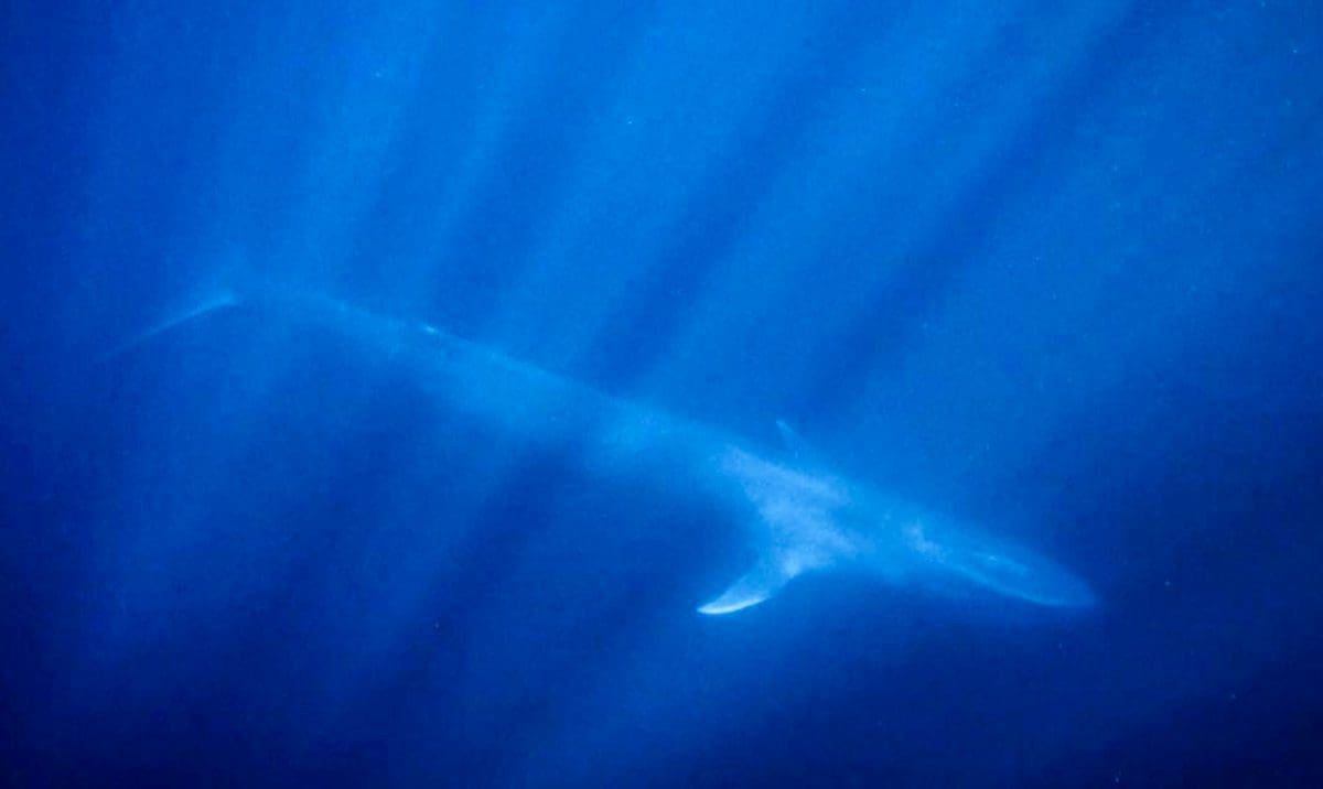 Having a whale of a time in Timor-Leste - Blue Ventures - Beyond ...