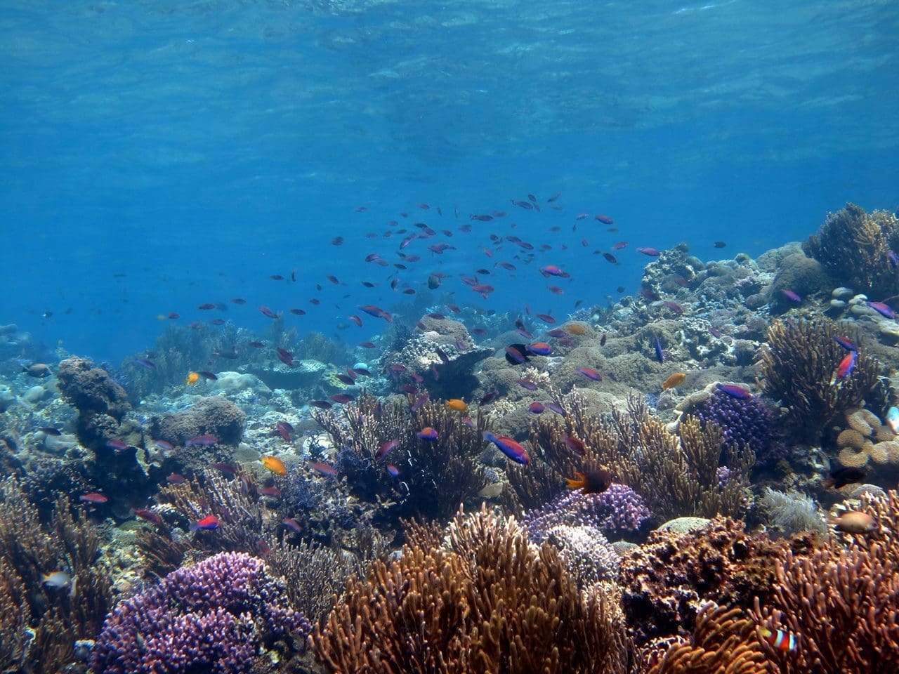 Sea Change: Ataúro’s first female scuba diver lends her voice to marine ...
