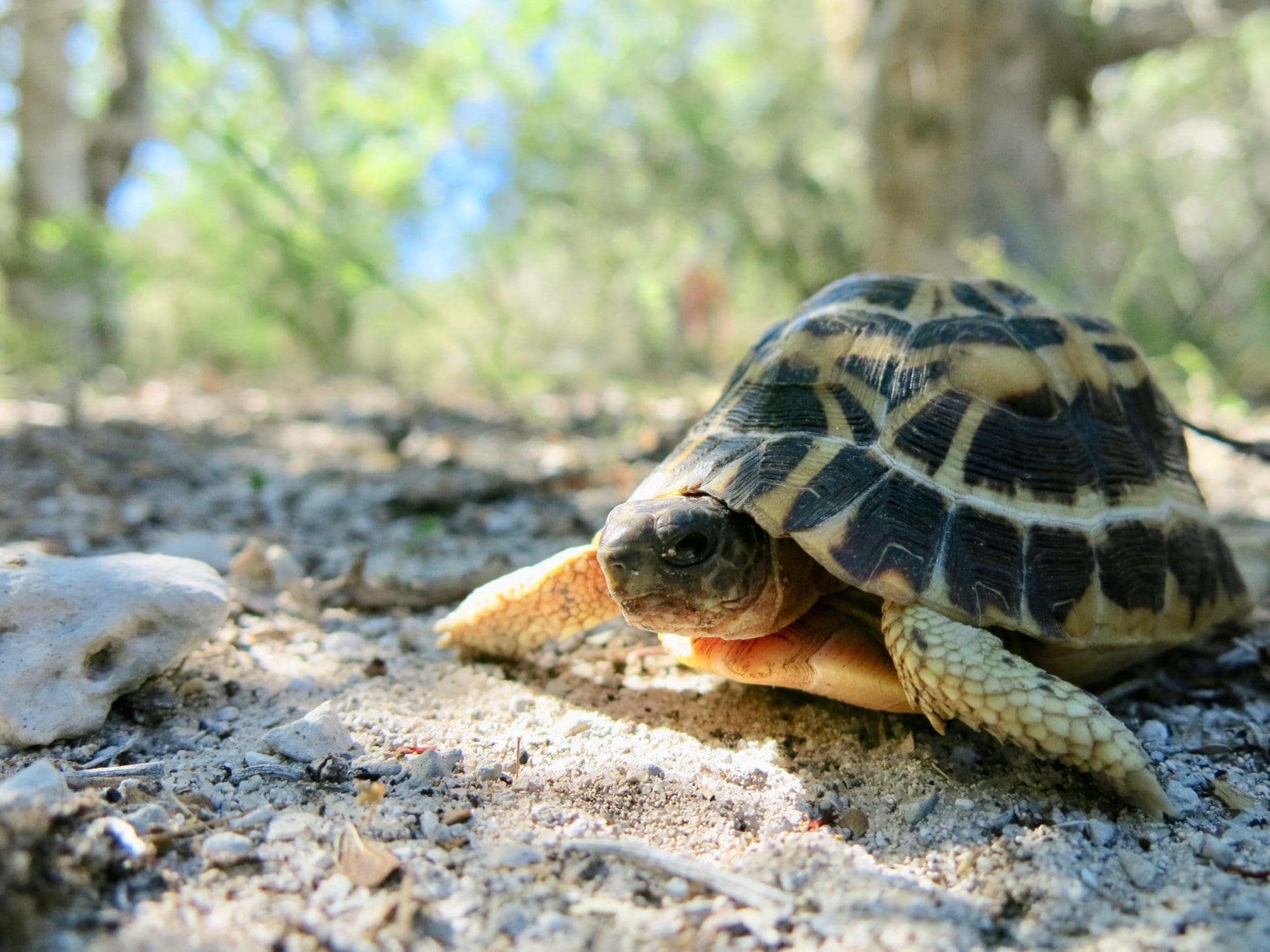 Spider tortoise spotting: monitoring one of Madagascar’s endemic ...