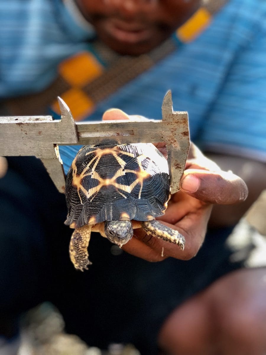 Spider tortoise spotting: monitoring one of Madagascar’s endemic ...