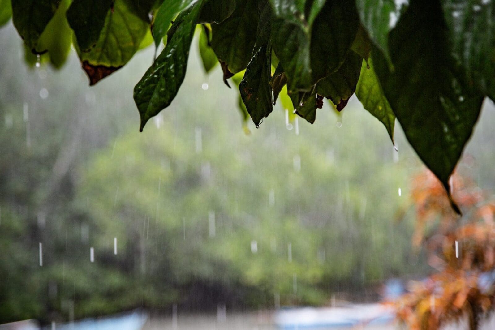 Meet the ‘Monster of Bahoi’ - Blue Ventures - Beyond Conservation blog