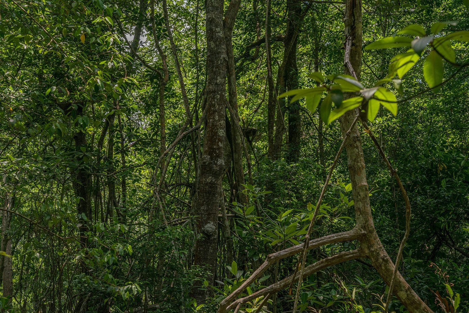 Coming together to protect the mangroves of Sembilang, western ...
