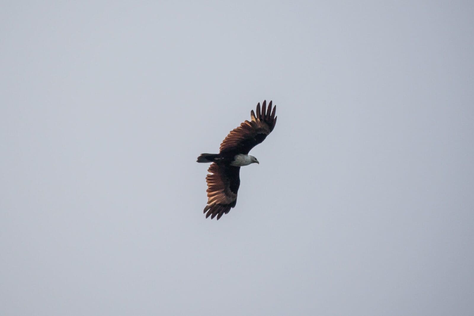 Coming together to protect the mangroves of Sembilang, western ...