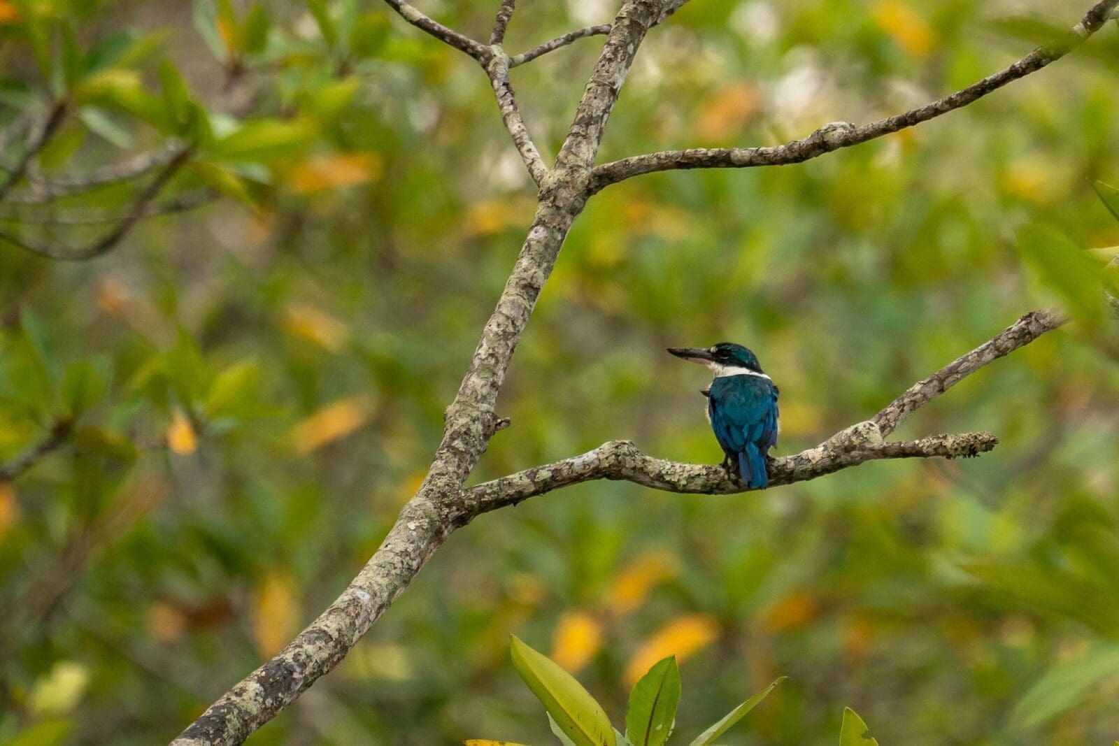 Coming together to protect the mangroves of Sembilang, western ...