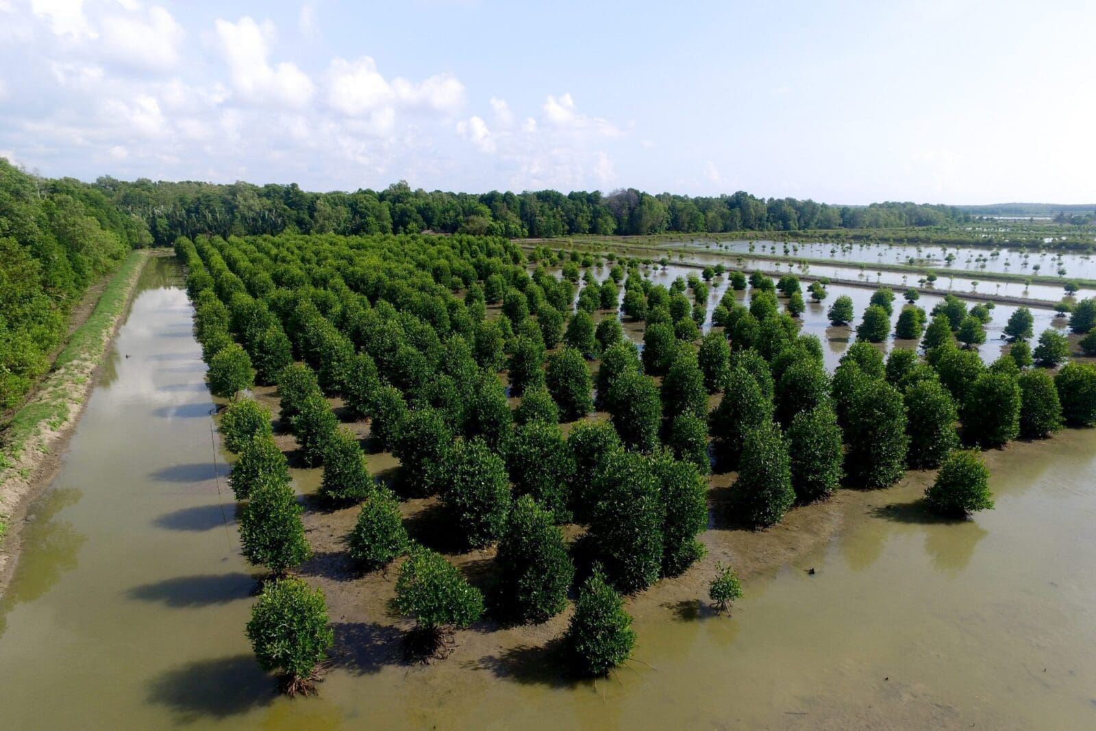 Coming together to protect the mangroves of Sembilang, western ...