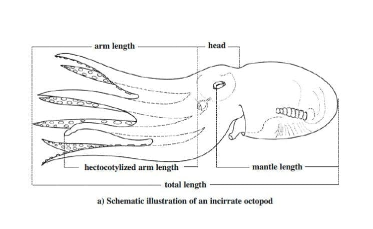 Sharing octopus knowledge: it’s fun and it’s virtual! - Blue Ventures ...