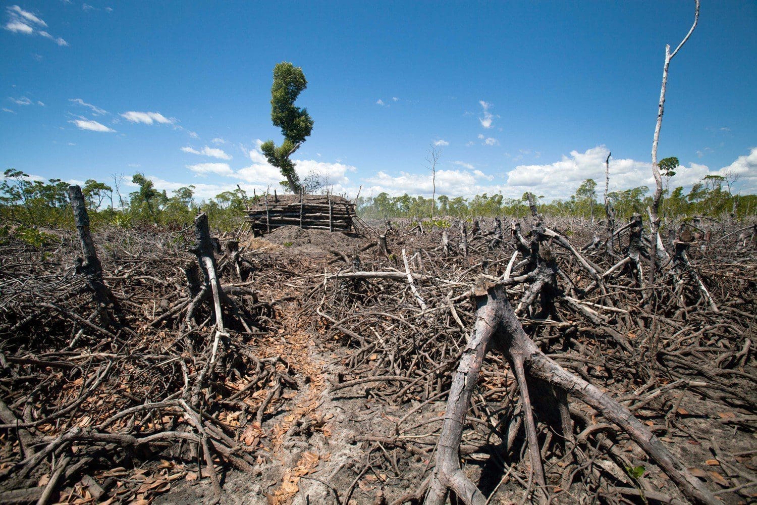 The quest for sustainable charcoal - Blue Ventures - Beyond ...