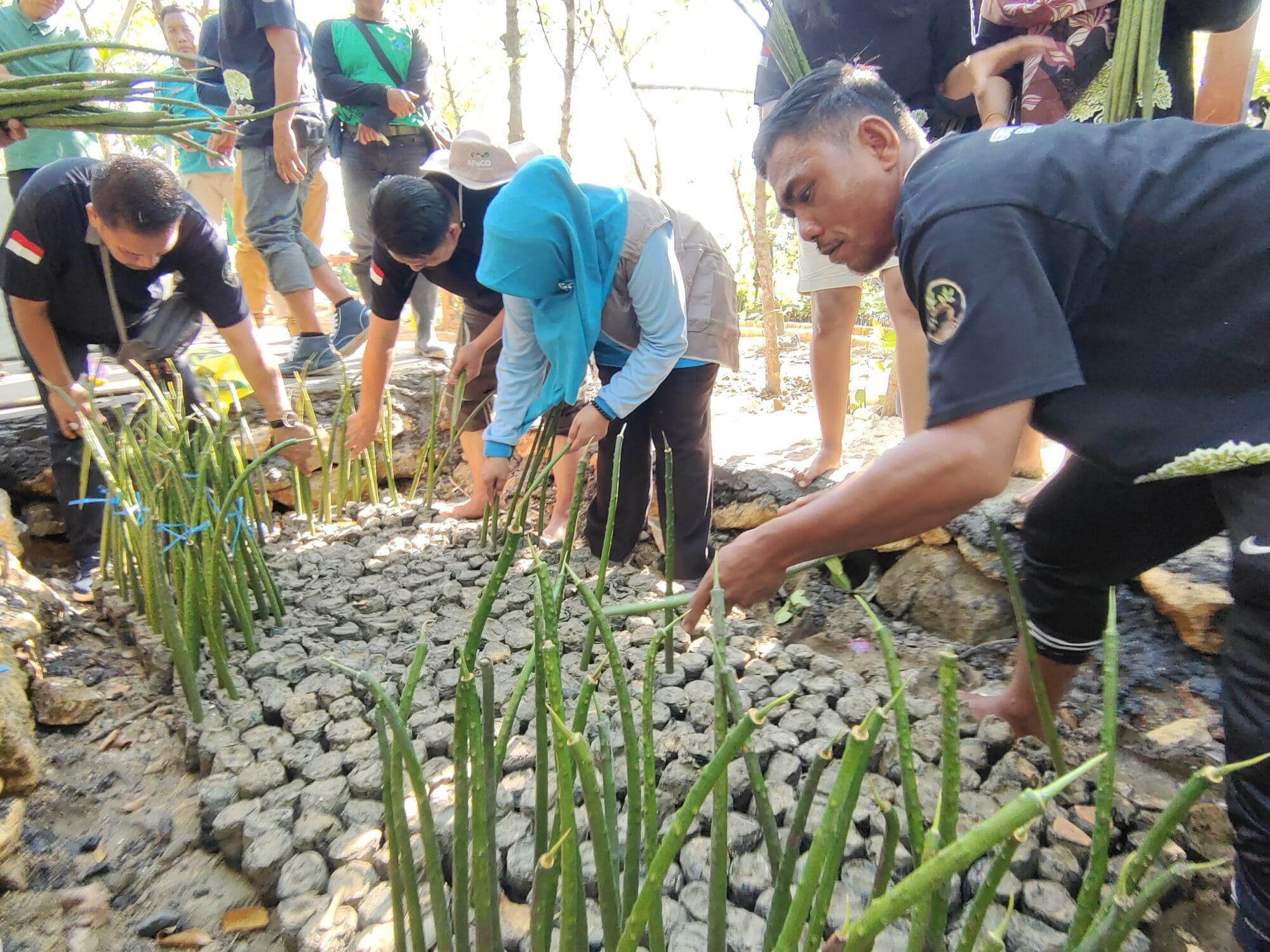 Learning exchanges inspire mangrove forest conservation in Indonesia ...